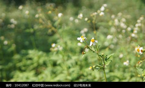 路边鬼针草高清图片下载 红动中国