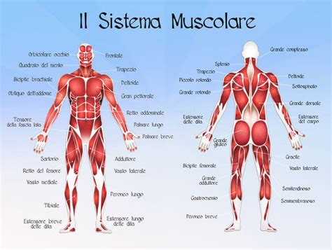 Muscular System Diagram Images Browse 3 797 Stock Photos Vectors And Video Adobe Stock