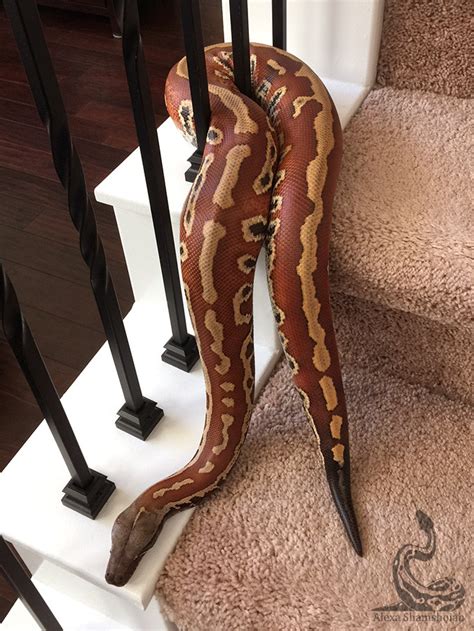 Reptiles For All On Tumblr