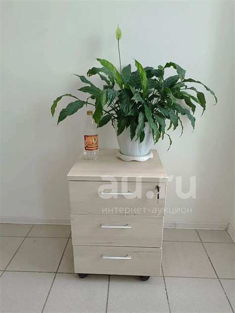 Спатифиллум в горшке — купить в Красноярске Горшечные растения и комнатные цветы на интернет