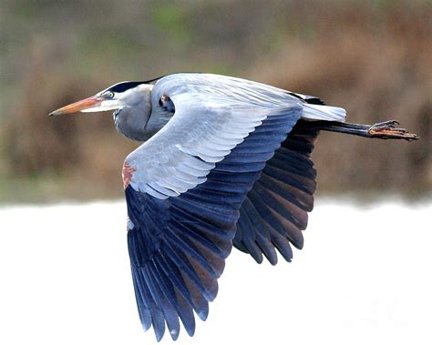 Great Blue Heron In Flight 40d12055 Photograph By Wingsdomain Art And