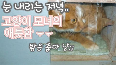 195화 아침 먹고 놀러나간 새끼냥들 저녁 늦게 엄마냥이 기다리는 급식소로~ 마당고양이 고양이식당 이웃집 강아지 길고양이 밥주기 Youtube