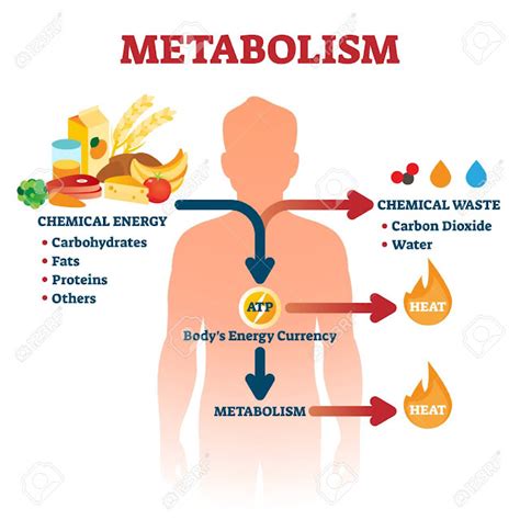 Metabolism Why Is It Important How To Boost Metabolism Nutrients
