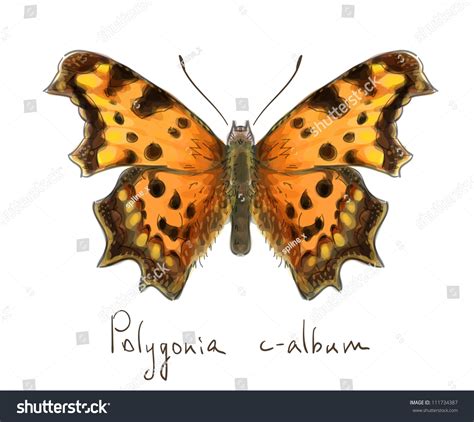 Polygonia C Album Over 18 Royalty Free Licensable Stock Vectors