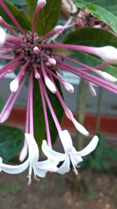 ආදරණීය පෙබරවාරියේ පිපෙන විශේෂ මල ️අවුරුද්දටම එකපාරක් පිපෙන මොකක්ද මේ මලguess 🤔🤔 Youtube