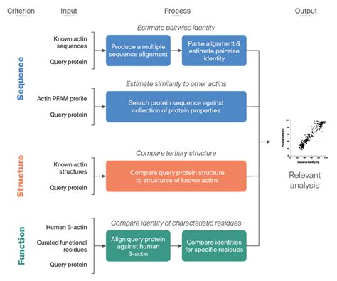 defining actin combining sequence structure and functional analysis