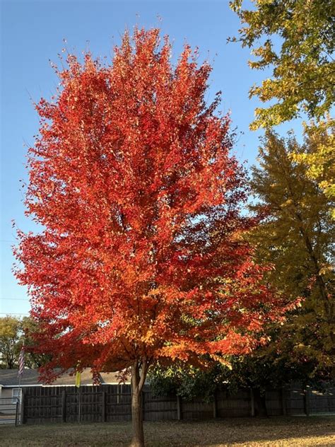 8 Common Autumn Blaze Maple Tree Problems Identification And How To
