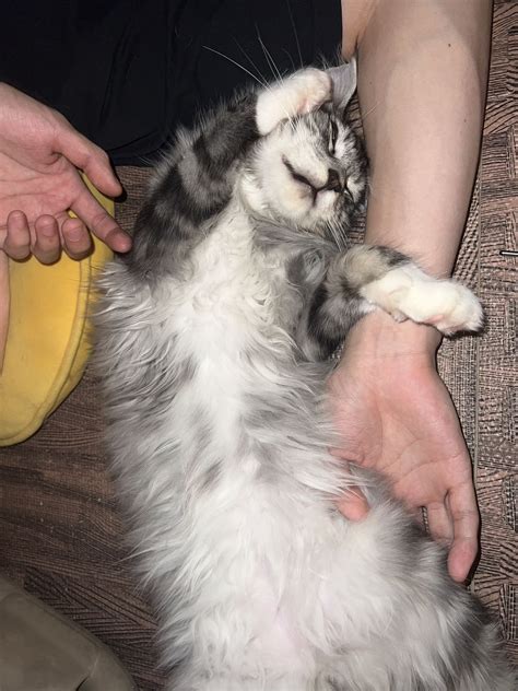 自家养缅因猫 广东宠物猫缅因猫 八宠网