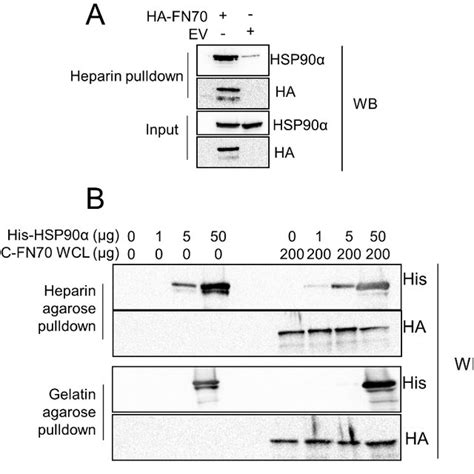 Schematic Diagram Of Hsp90 And Fibronectin Fn Domains A Hsp90 Download Scientific Diagram