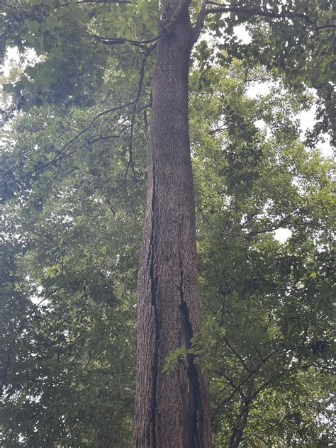 Splitting Tree Bark R Arborists