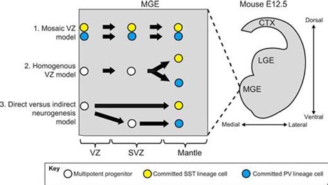 Cortical Interneuron Development A Tale Of Time And Space Development The Company Of Biologists