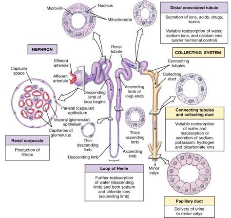 Renal Tubular Epithelial