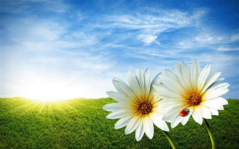 Las Mejores Imágenes De Flores En El Mundo 33 Fotos