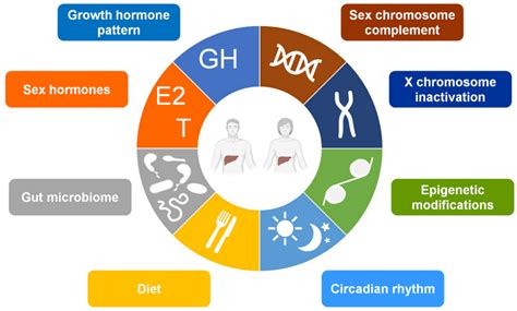 Cells Free Full Text Beyond The X Factor Relevance Of Sex Hormones