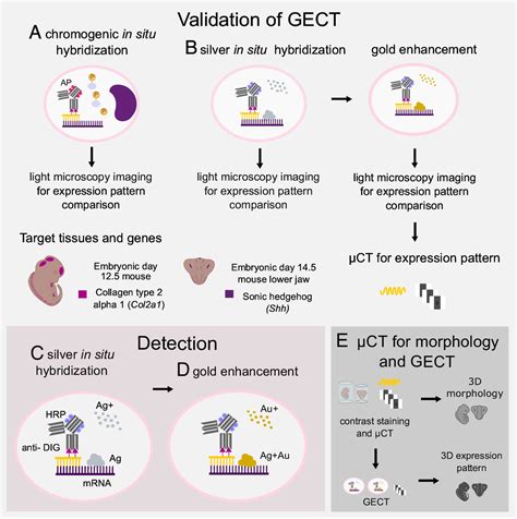 Gene Expression Detection In Developing Mouse Tissue Using In Situ Hybridization And µct Imaging