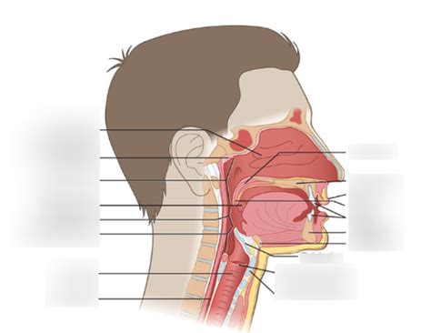 Articulatory System Diagram Quizlet