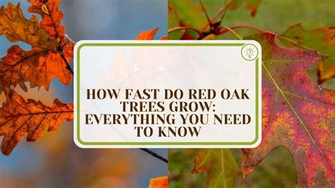 How Fast Do Red Oak Trees Grow Everything You Need To Know Plant America