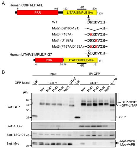 Effects Of Mutations In The Ffat Like Motif On The Interaction Of Cdip1 Download Scientific