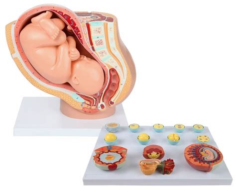 Axis Scientific Pregnancy Anatomy Model Set Anatomical World Wide
