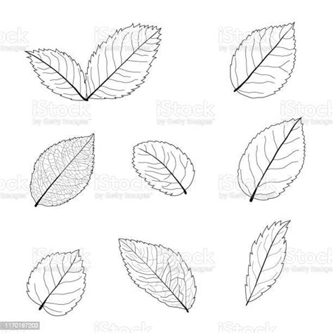 잎 라인 단일 잎과 잎 패턴 검은 색 흰색 배경에 장식 색상을 가지고 가루로 빻은에 대한 스톡 벡터 아트 및 기타 이미지 가루로 빻은 개념 검은색 Istock
