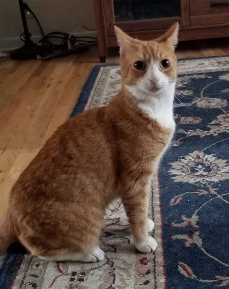 What Da Hell Scrolller