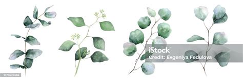 수채화 유칼립투스 잎과 가지의 집합입니다 유칼립투스 실버 달러 유칼립투스 시네 레아 흰색 배경에 격리된 식물 삽화 청첩장 및 직물에 적합 0명에 대한 스톡 벡터 아트 및