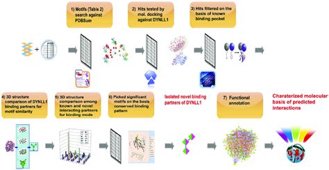 Schematic Illustration Of Strategy 1 Collected Dynll1 Binding Motif Download Scientific