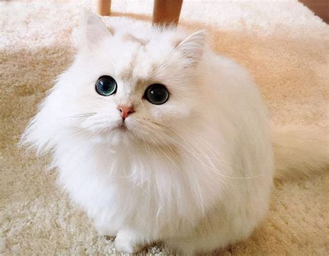 常见宠物猫品种 ，你都认识吗？ 说明书网