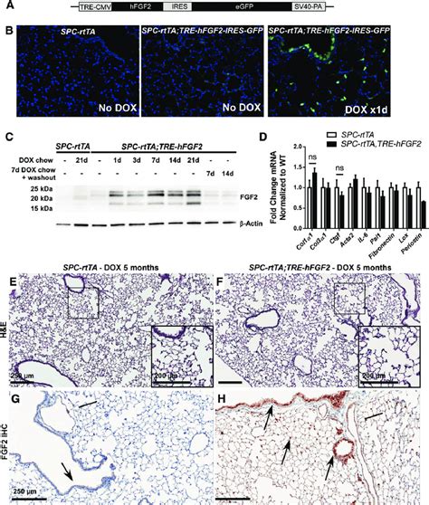 Doxycycline Inducible And Reversible Overexpression Of Human Fgf2 In Download Scientific