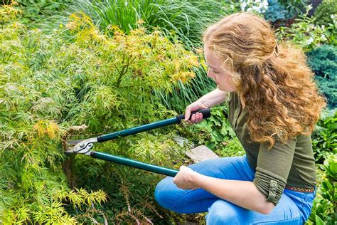 How And When To Prune Japanese Maples Gardeners Path