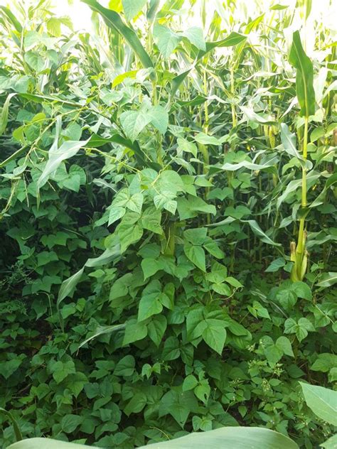 Maize And Runner Bean Intercropping Legumehubeu