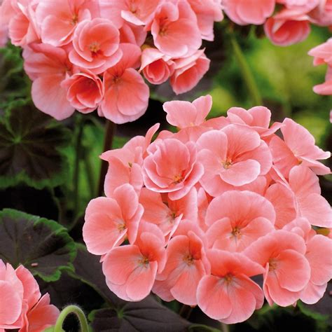 Geranium Zonal Salmon Bedding Plants 1 X 6 Pack Garden Ready Summer