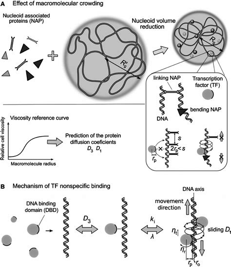 Influence Of Macromolecular Crowding On Gene Regulation Kinetics A Download Scientific