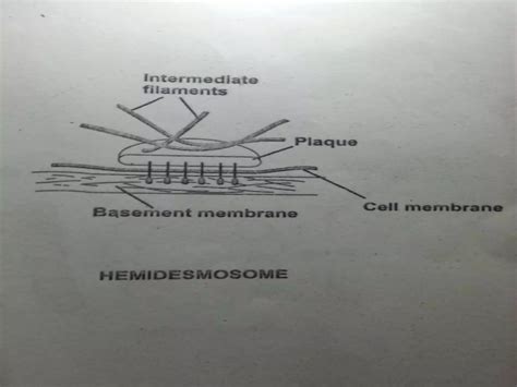 Cell Junctions And Cell Division Pptx