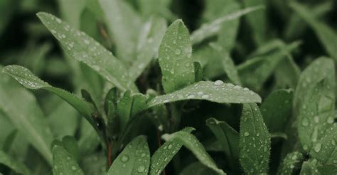 건강한 고요한 나뭇잎 녹지 때묻지 않은 매크로 무성한 물방울 베르데 비브 란 테 봄 빗방울 성장 세로 셀렉티브 포커스 소프트 포커스 수 문학