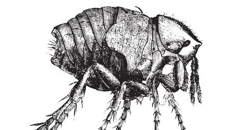 Houstons Guide To Complete And Effective Chigger Control