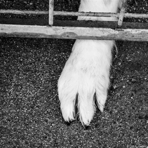 Затвор за Затвор за мъчители и убийци на животни