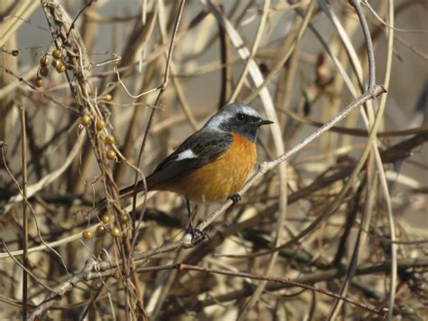 庭に来る野鳥の名前は庭にやって来る野鳥たち 野鳥情報