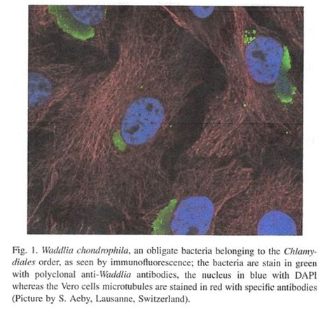 Bacteria Intracellular Pathogens Flashcards Quizlet