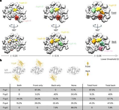 different occupancies of fcμr among eight binding sites a download scientific diagram