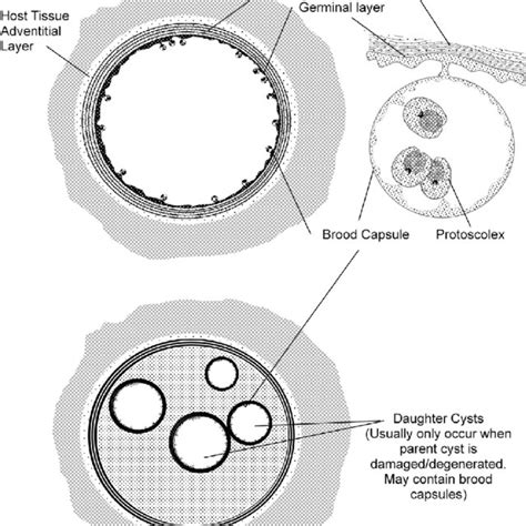 A And B General Description Of The Egg And Oncosphere Of Echinococcus