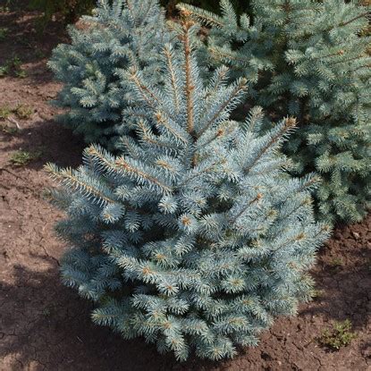 Купить саженцы елей в Киеве, заказать саженцы елей дешево в интернет ...