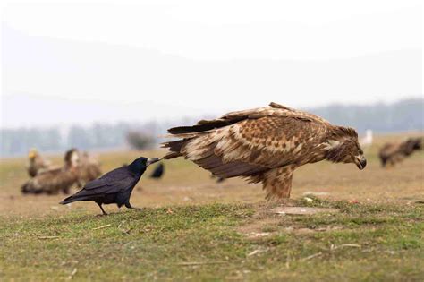 Do Crows Attack Eagles The Surprising Truth