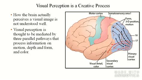 Secondary Visual Cortex