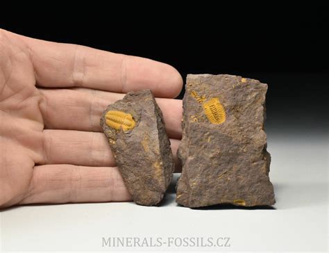 Trilobit Acadolenus Snajdri Minerals Fossils Cz