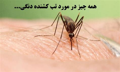 همه چیز درباره تب دنگی 2 پشه بیماری زا