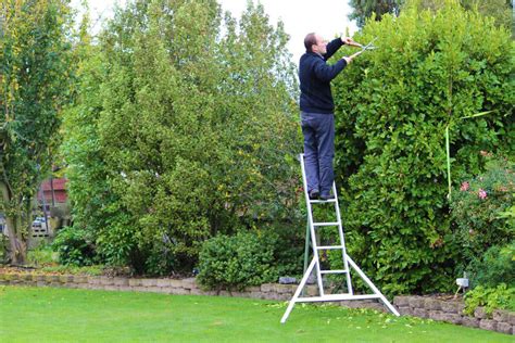 When Is The Best Time To Prune Trees And Shrubs Bls Ladders