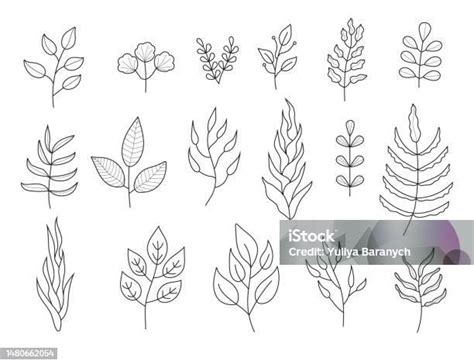 식물 가지 낙서 세트 벡터 꽃 가지와 문신 또는 로고에 대한 미니멀리스트 잎 나뭇잎과 꽃이 있는 나뭇가지 개체 그룹에 대한 스톡 벡터 아트 및 기타 이미지 Istock