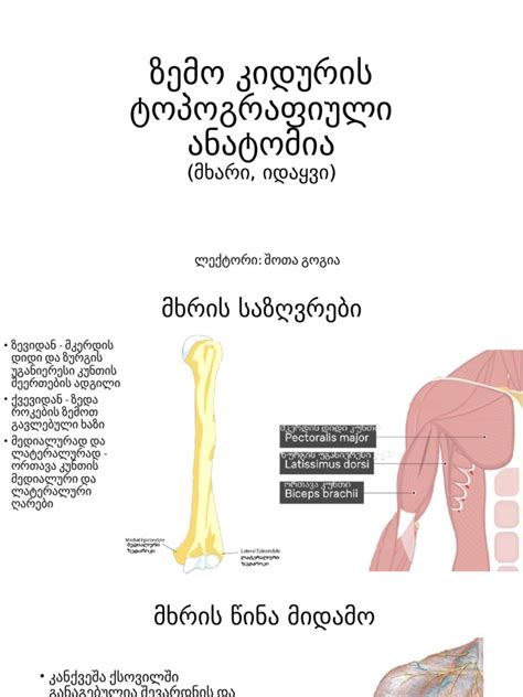 ტოპოგრაფიული ანატომია 2 Pdf
