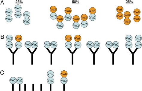 Model Of Bivalent Ip Mabs Binding With Double Occupancy To Bivalent Download Scientific Diagram